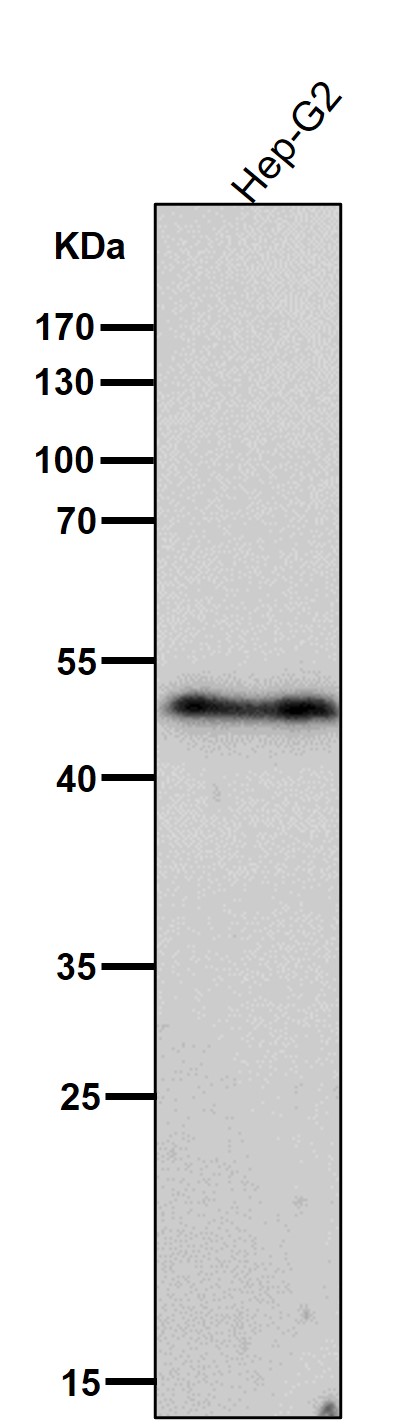 Phospho-VASP (S156) Antibody - 铂班生物