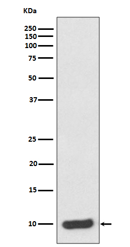 S100 alpha 6 Antibody - 铂班生物