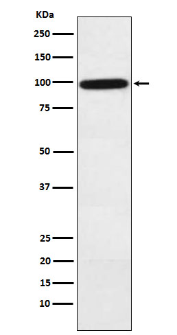 Complement factor B Antibody - 铂班生物