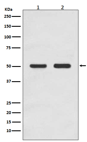AP2M1 Antibody - 铂班生物