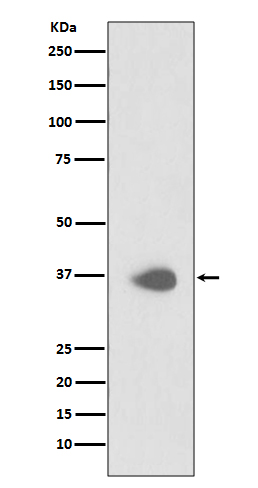 PAX9 Antibody - 铂班生物