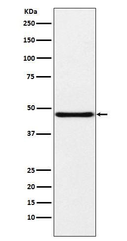 NPHS2 Antibody - 铂班生物