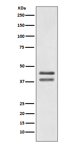 JunD Antibody - 铂班生物