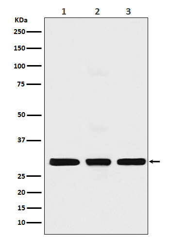 Histone H1.2 Antibody - 铂班生物