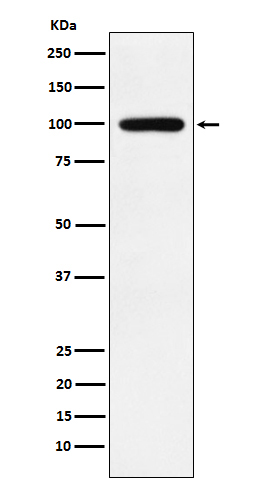 Calmegin Antibody - 铂班生物